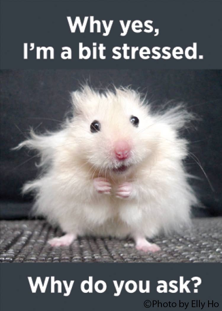 MAGNET: "Why yes, I'm a bit stressed. Why do you ask?" – Fuzzy Loon Designs